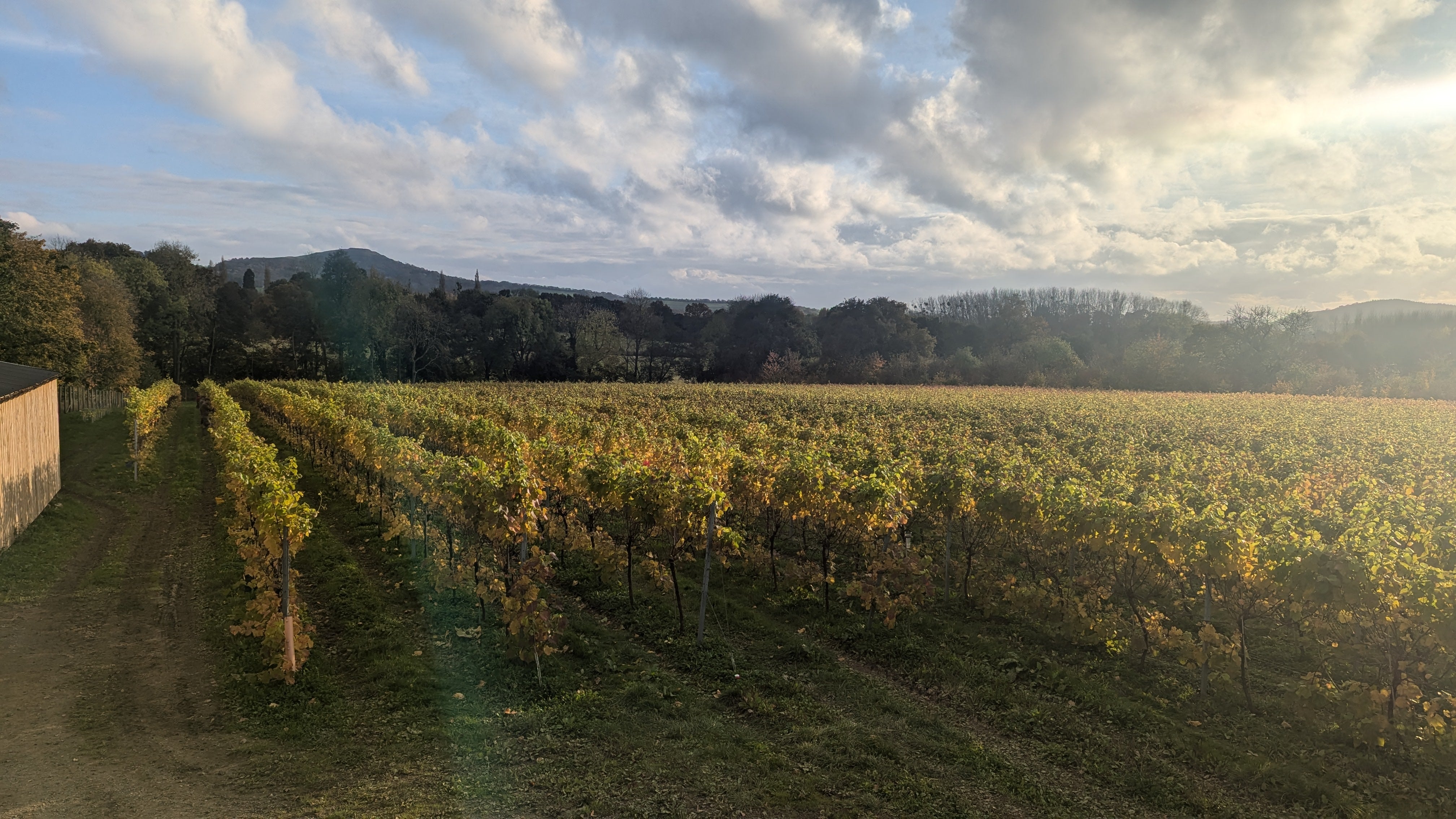 Vineyard Tour – Two Beacons Vineyard