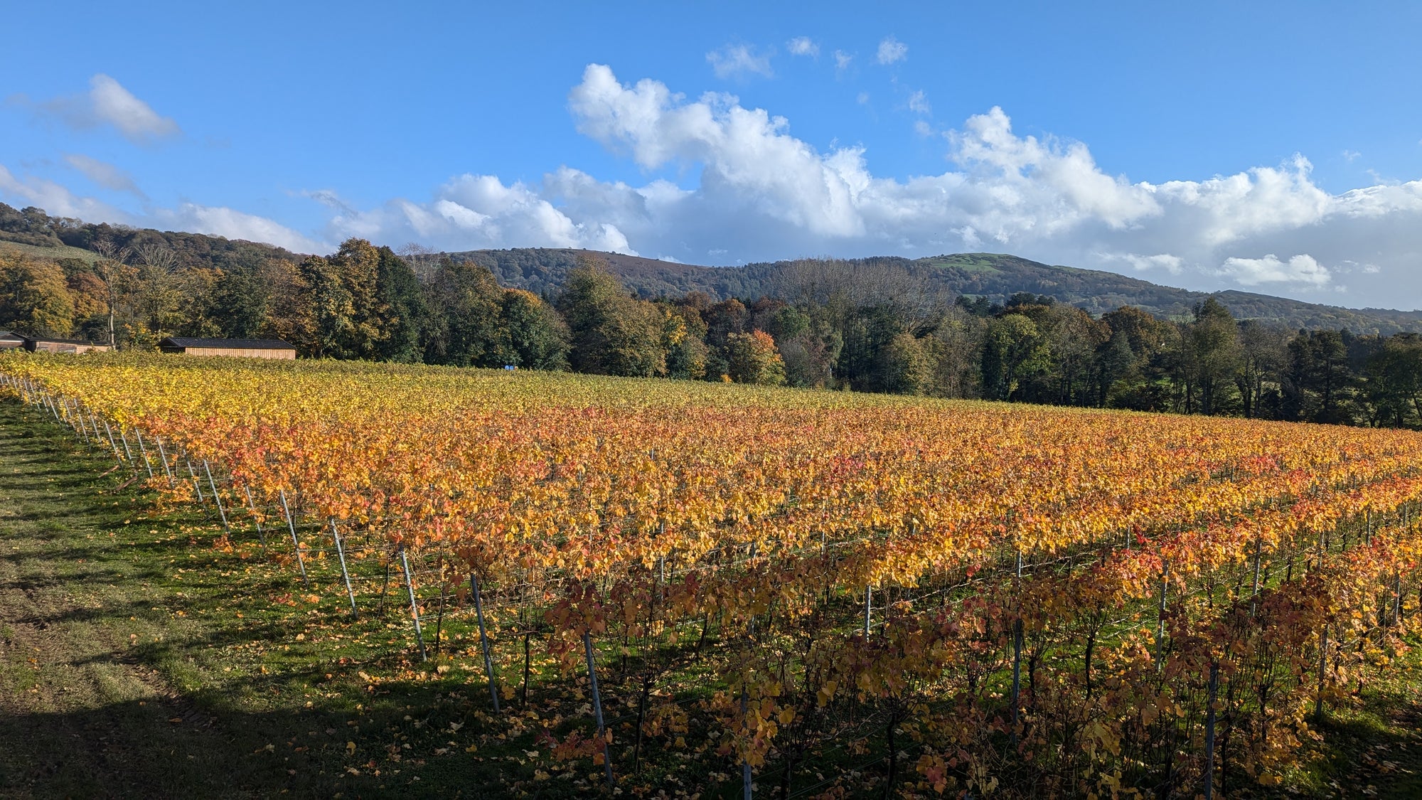 How it all started – Two Beacons Vineyard